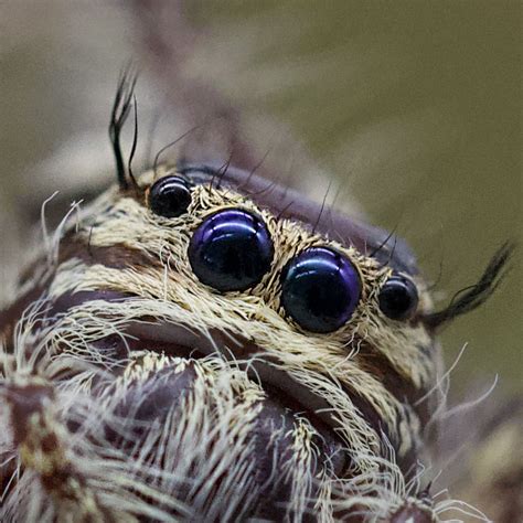 The Fascinating World Of Jumping Spiders Insektenliebe