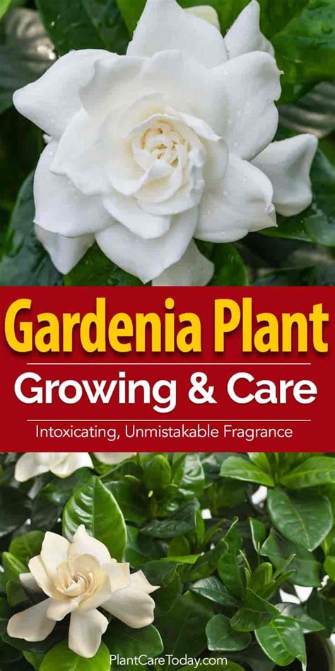 How To Care For Gardenia Bushes And Trees Anjiesgarden