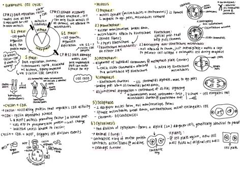 Mitosis Summary T4m1 · Eukaryotic Cell Cycle · Mitosis Viam Miotic Spindle Microtubules