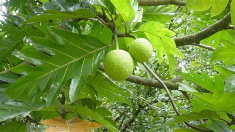 Así Fue Como ‘don Neto Félix Gallardo Y Caro Quintero Sostuvieron Una Reunión Con Un