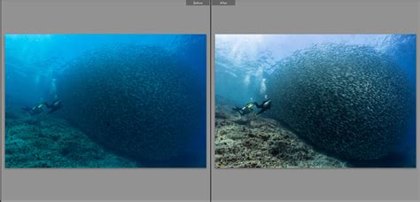 Color Filters Vs Post Processing Underwater Photography Guide