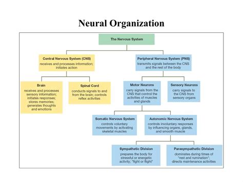 Organization Of Nervous System Ppt