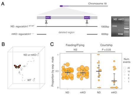 Disruption Of Regucalcin1 With Crisprcas9 Impairs Male Courtship