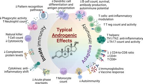 Frontiers Immune Dynamics Throughout Life In Relation To Sex Hormones