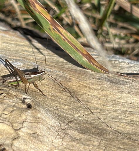Whats The Difference Grasshoppers Cricket Or Katydids — Gillian Candler