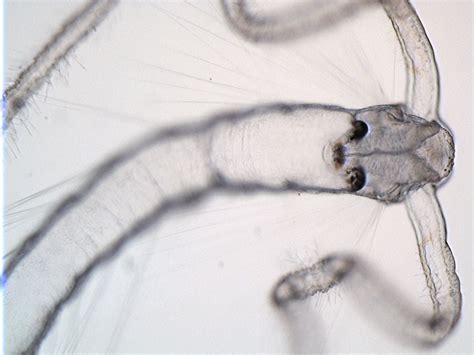 Invertebrate Embryology Nechtochaete Larva Of The Polychaete Magelona