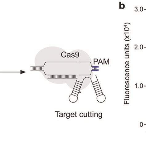 proof of principle of a spinach assay for detecting cas nuclease