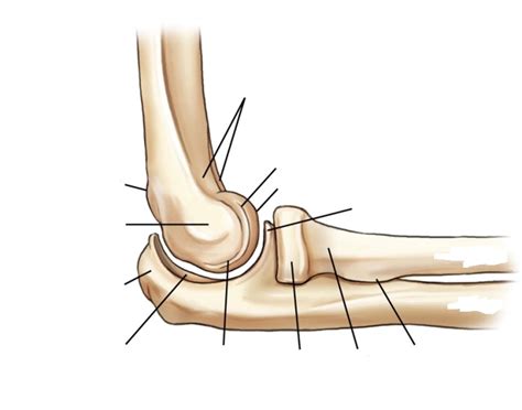 Lateral Elbow Bone Anatomy Quiz