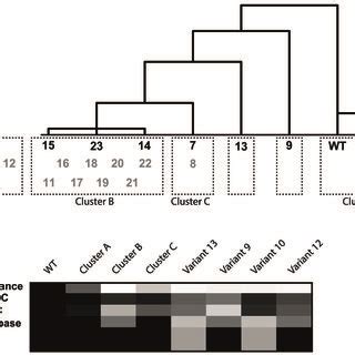 Hierarchical Cluster Analysis Based On Euclidean Distance Of The