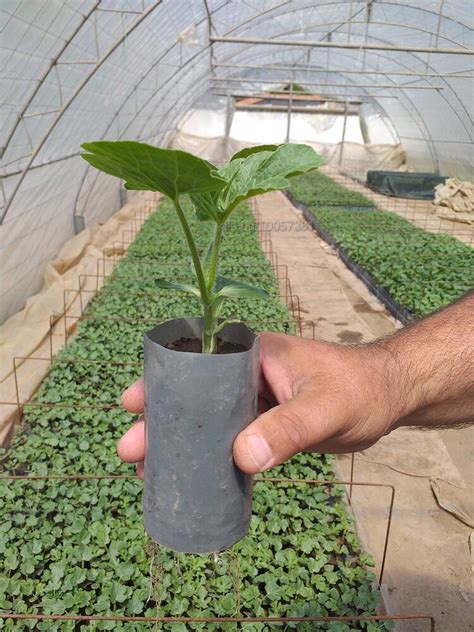 Разсад дини и пъпеши Растения Разсад Семена Любимец Продаваме и приемаме поръчки за