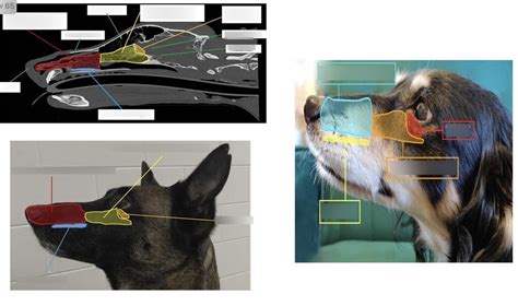 Nasal Anatomy Dog