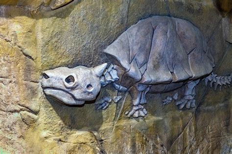 Tortoise Fossil Free Photo On Pixabay