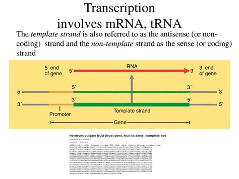 dna to protein dna transcription translation ppt download