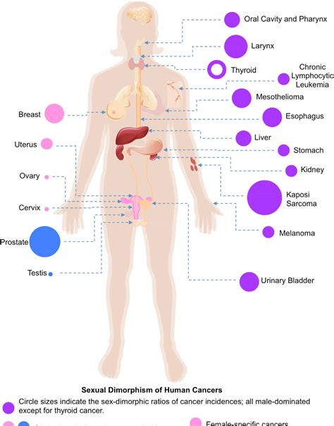 Figure 1 From Regulation Of Sex Hormone Receptors In Sexual Dimorphism Of Human Cancers