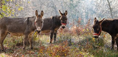 Donkey Characteristics Diet Facts And More Fact Sheet