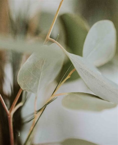 유칼립투스 효능 에센셜 마사지 오일 사용법 네이버 블로그