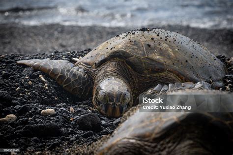 하와이 섬의 검은 화산 모래 해변에 누워있는 하와이의 큰 녹색 거북이 파충류 사진 배경 및 장식용 거북이 사진 내셔널 지오그래픽 이미지 0명에 대한 스톡 사진 및 기타