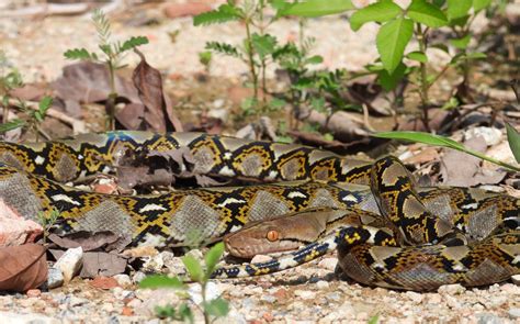 Nparks Didyouknow The Reticulated Python Is Known As One Of The