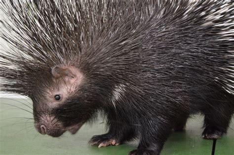 African Crested Porcupine Food Coachella Valleys Living Desert Is