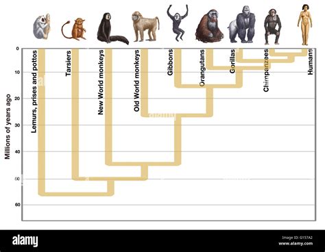 Human Evolution Diagram Artwork Showing The Evolution Of Humans From Earlier Forms Of Life At