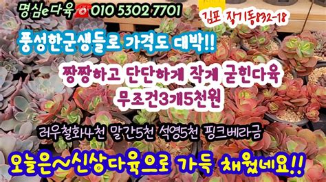 착한가격 군생다육 신상다육으로 채웠어요 풍성한 군생 가성비로 최고다육 득템이에요~ 특가다육도 숨어있어요 작고귀여운 묵둥이는3개5천유료광고포함 Youtube