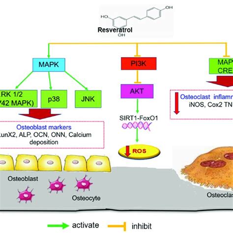 The Effects Of Rsv On Mapk Erk 12 P38 Mapk And Jnk Signalling