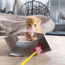 Cat Peekaboo  Cat Peekaboo Boo Discover And Share S