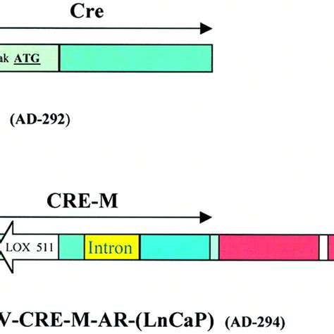Functional Assay For Inducible Cre Recombinase Activity Generated By