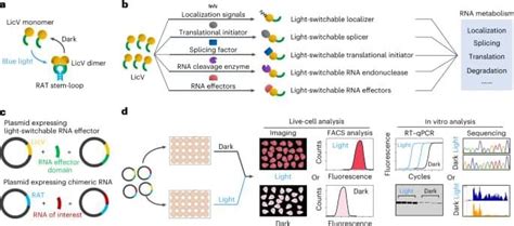 Spatiotemporal Control Of Rna Metabolism And Crispr Cas Functions Using
