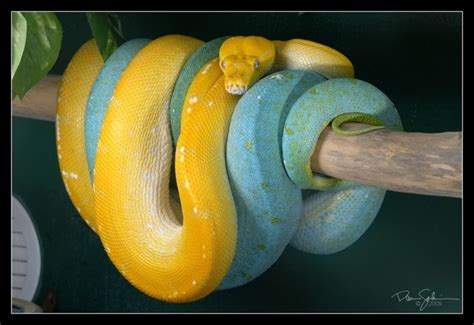 Green Tree Python Albino