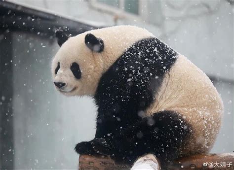 ボード「Ổ Meme」のピン