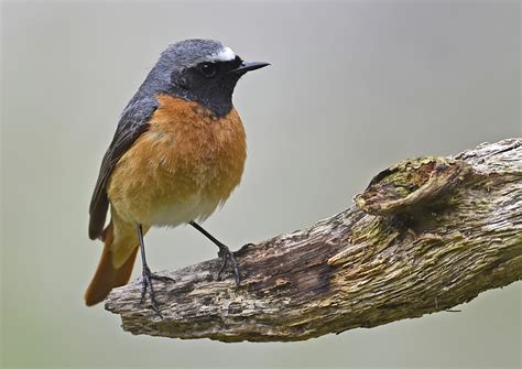 Details Common Redstart Birdguides