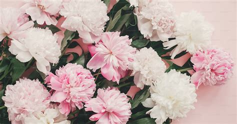 세련된 분홍색과 흰색 모란 꽃다발이 분홍색 종이 플랫 레이에 있습니다 창조적 인 꽃 이미지입니다 해피 어머니의 날 세계 여성의 날 인사말 카드 모형 사진