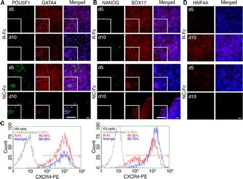 Differentiation Of Hpscs On Vitronectin Variant Coated Surfaces Into