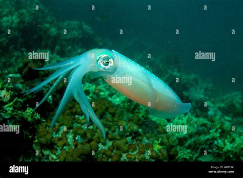 Caribbean Reef Squid Sepioteuthis Sepioidea Venezuela Atlantic Ocean