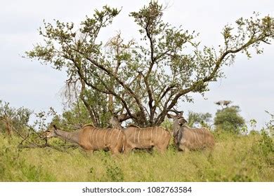 225 Treeline African Images Stock Photos Vectors Shutterstock