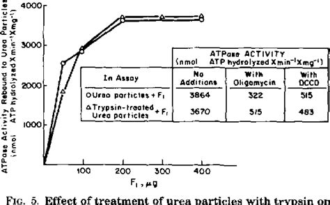 Figure 5 From Proton Adenosine Triphosphatase Complex Of Rat Liver Semantic Scholar