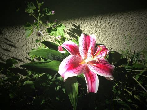 Pink Fusion 01 Stock Image Image Of Pink Fusion Huge 283009501