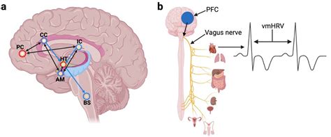 The Effect Of Heart Rate Variability Biofeedback Training On Vagal Tone
