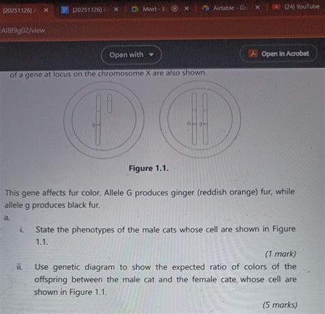This Gene Affects Fur Color Allele G Produces Ginger Reddish Orange Fu