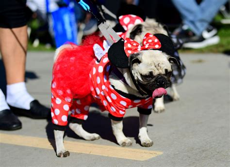 Disney Female Dog Cartoon Characters Costumes