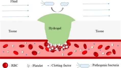 Bioinspired Hydrogel Patch Revolutionizes Soft Tissue Repair And