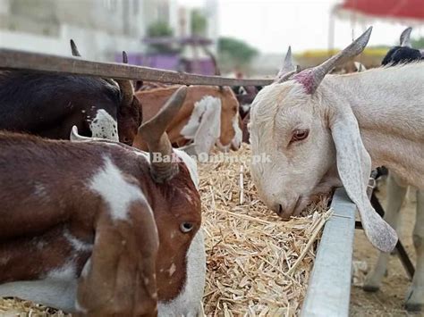 Ando Khassi And Cow تول کے حساب سے Karachi Cheapest Maweshi Mandi