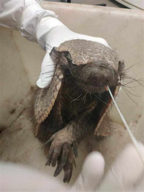 El Misterio De Los Armadillos Con COVID Detectaron Una Variante Que Ya No Circula En Argentina