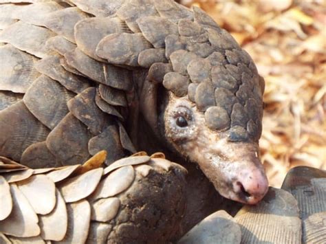 10 Key Facts About Pangolins A Z Animals