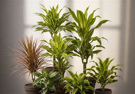 Complete Guide To Janet Craig Dracaena Care And Growth