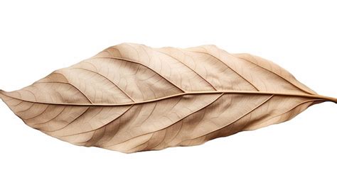 Premium Ai Image Dry Leaf Elevation Top View