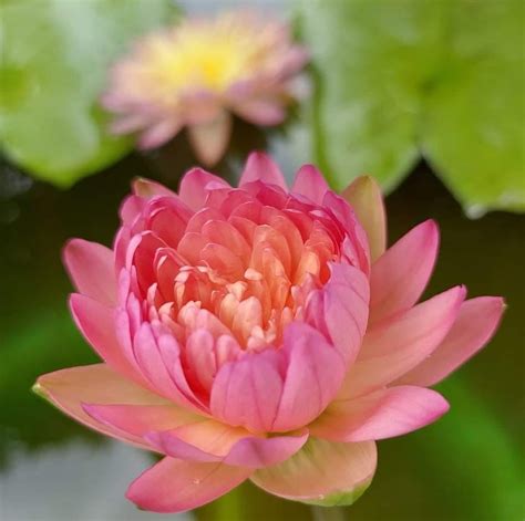 මානෙල් මල් ඇතුලු මල් වර්ග විකිනීම සහ මිලදී ගැනීම Waterlily Manel Flower