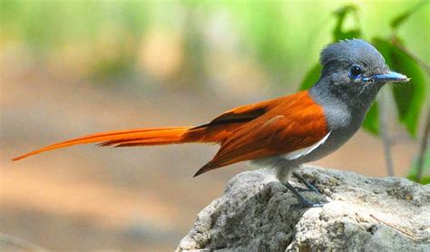 Monarchidae Monarch Flycatchers Facts Distribution And Population Biodb