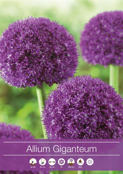Allium Giganteum Kébol